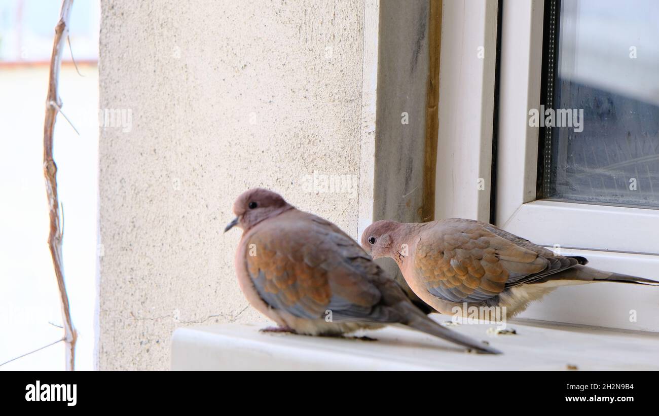Domestic doves hi-res stock photography and images - Alamy