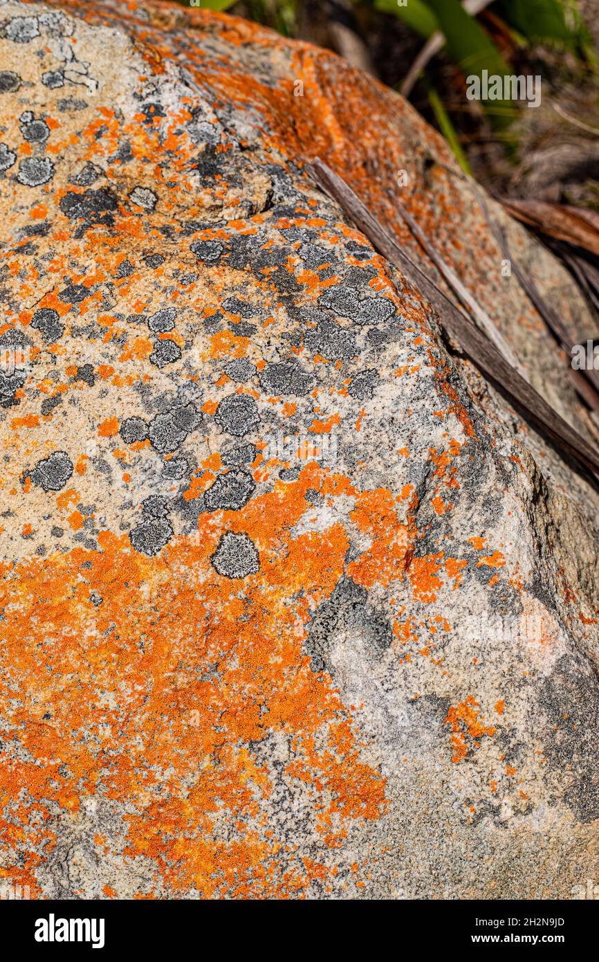 Macro close up texture of orange and black lichen moss growing on ...