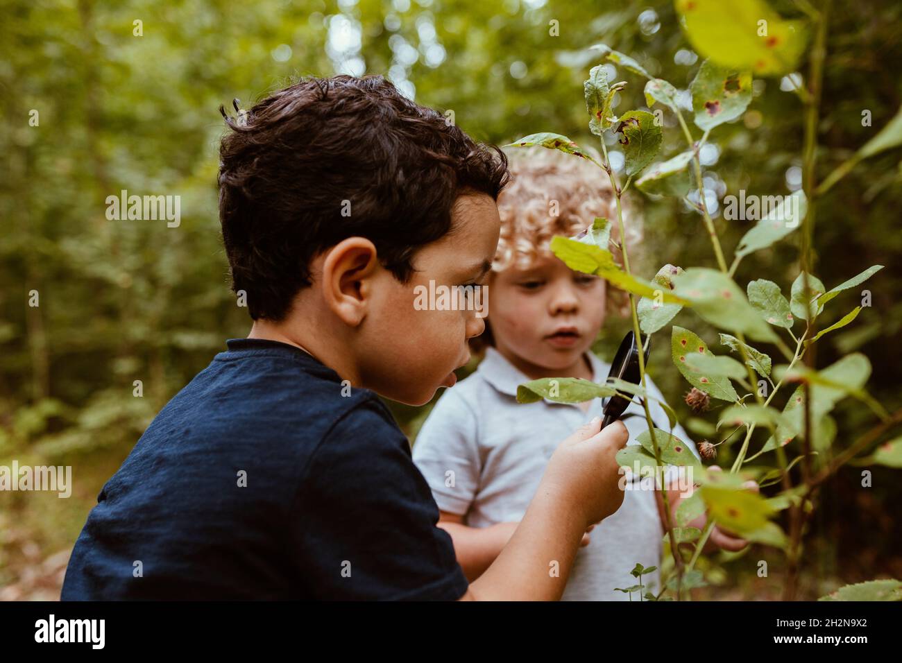 Curious male friends examining plants with magnifying glass in forest ...