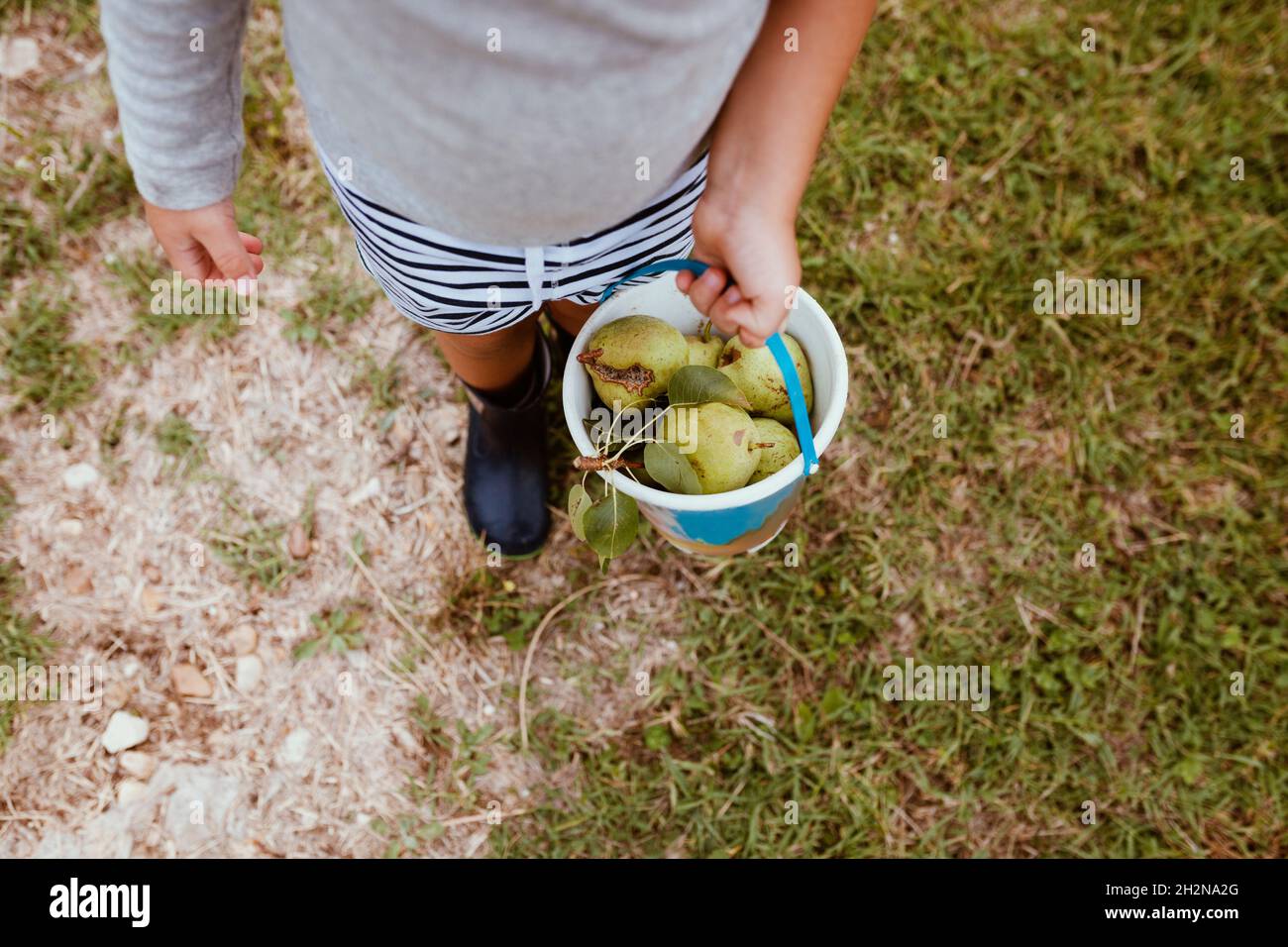 Boy carrying bucket of fresh pears on meadow Stock Photo - Alamy