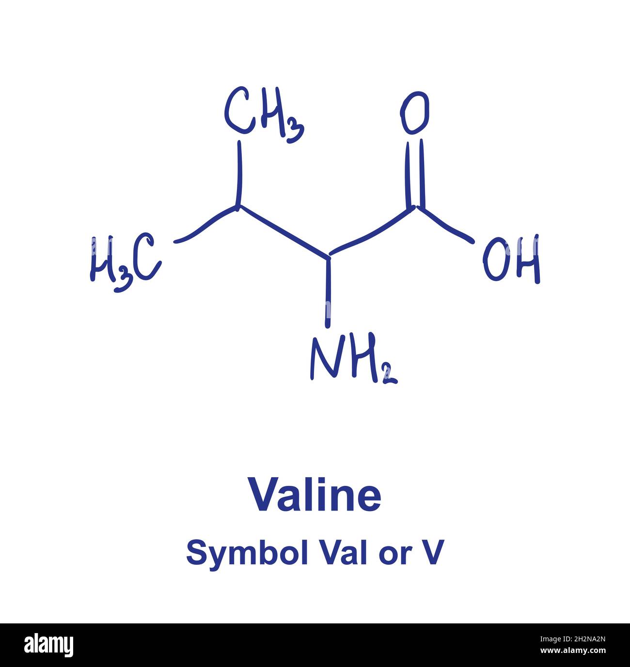 Valine chemical structure. Vector illustration Hand drawn Stock Vector ...