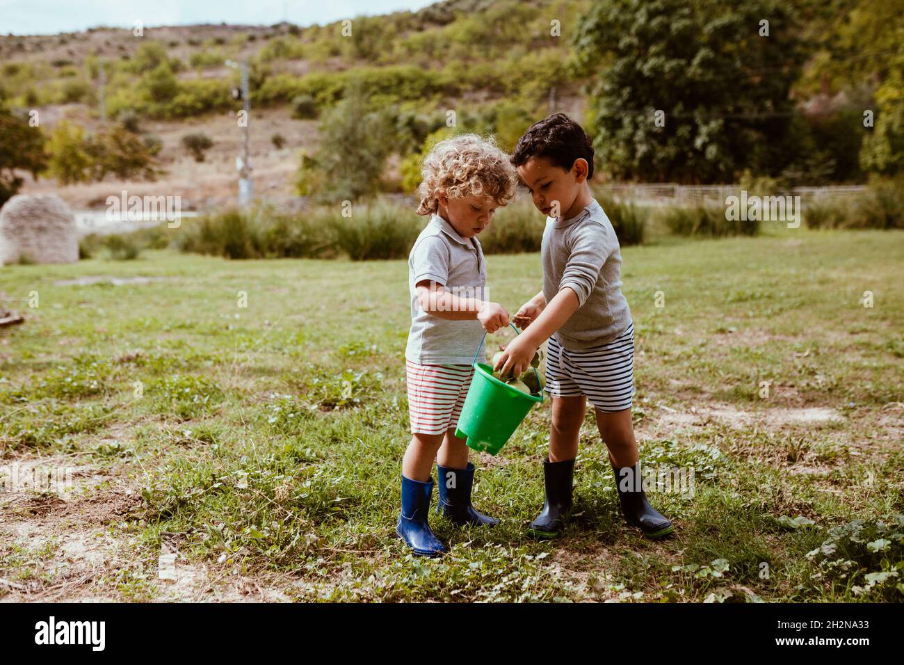 Boys with bucket collecting pears on meadow Stock Photo - Alamy