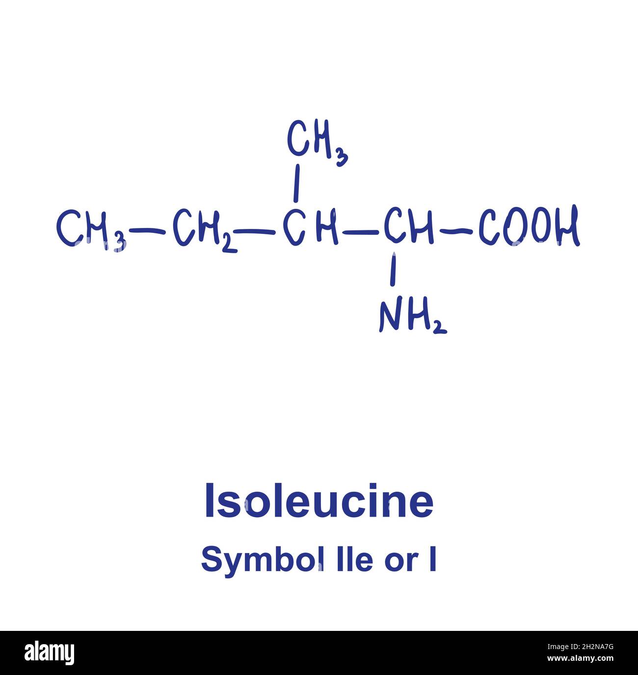 Isoleucine chemical structure. Vector illustration Hand drawn Stock ...