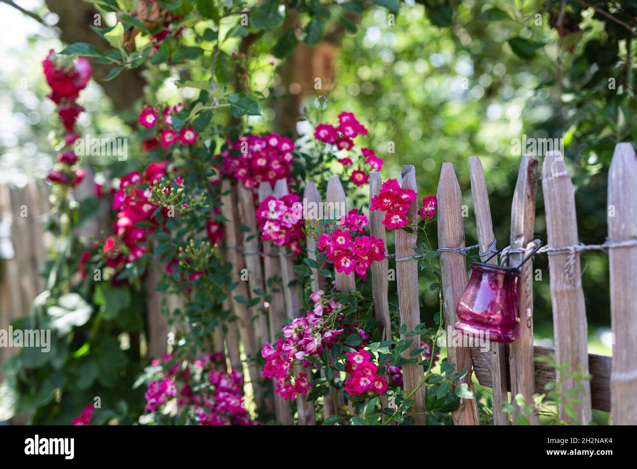 Wooden fence flowers hi-res stock photography and images - Alamy