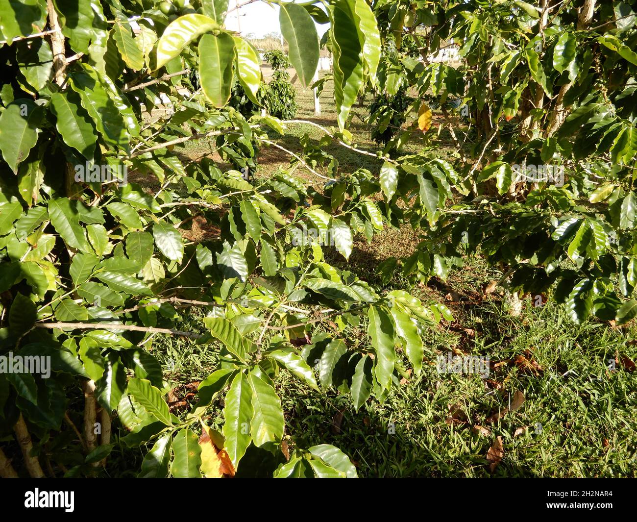 Oahu, HI. U.S.A. 6/2/2021. Greene World Coffee Farm. Greene Farm is a ...