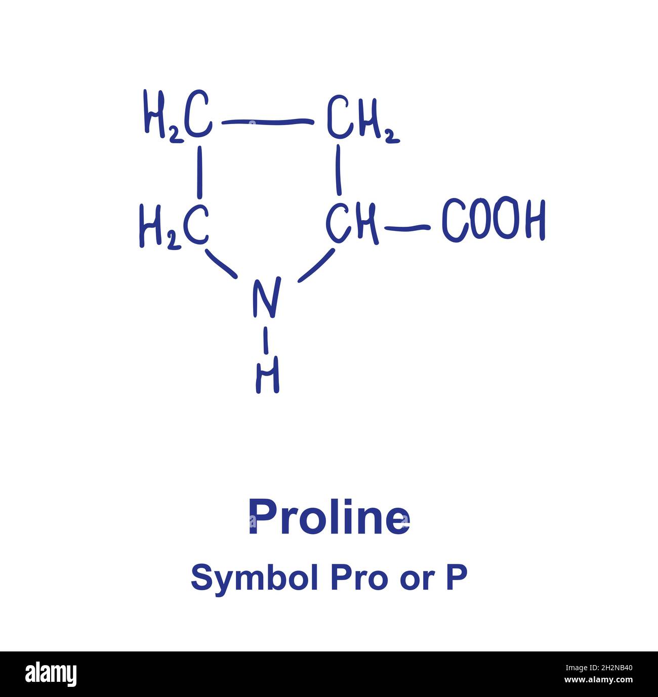 Proline Amino Acid