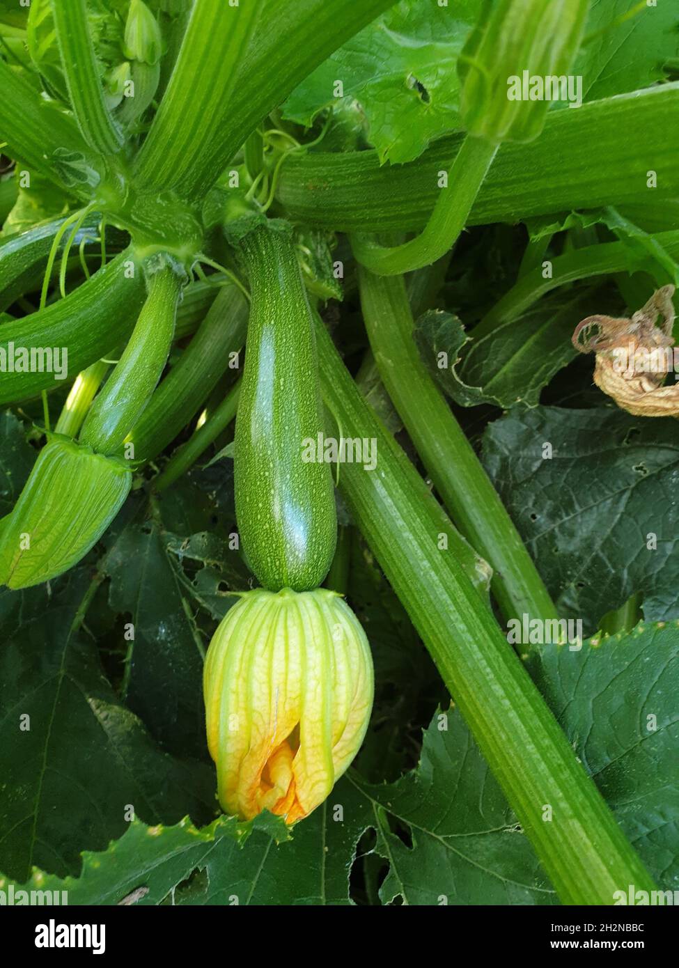 A portrait of a growing zucchini still hanging on the plant and still ...