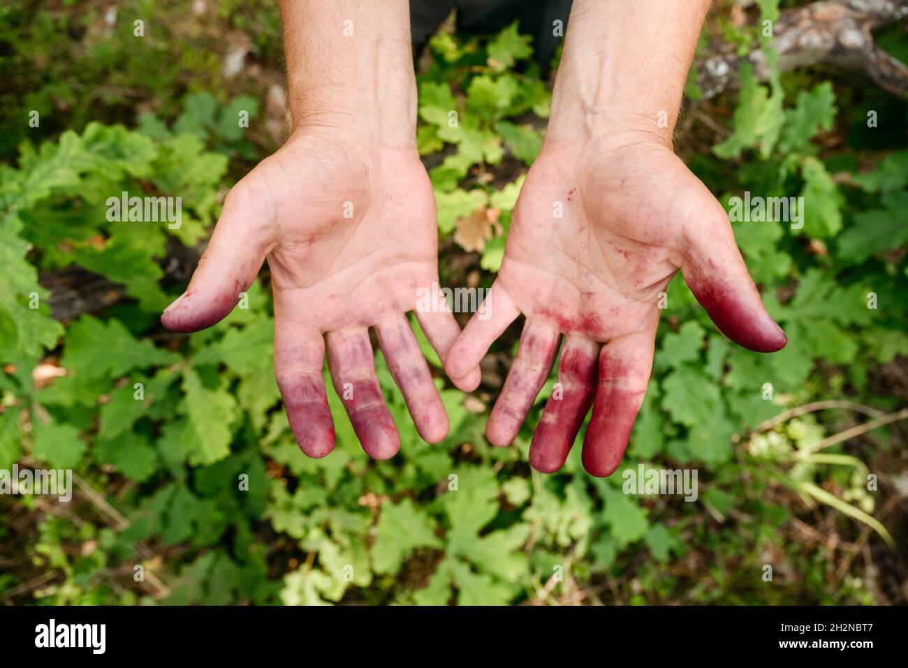Eating blueberries man hi-res stock photography and images - Alamy