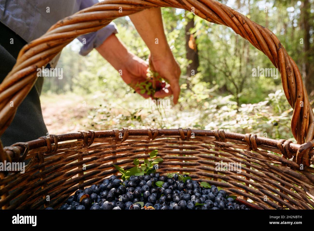 Senior man holding blueberries Stock Photo - Alamy