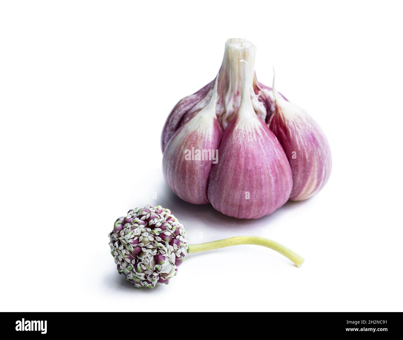 Seeds of garlic plant isolated on white Stock Photo - Alamy