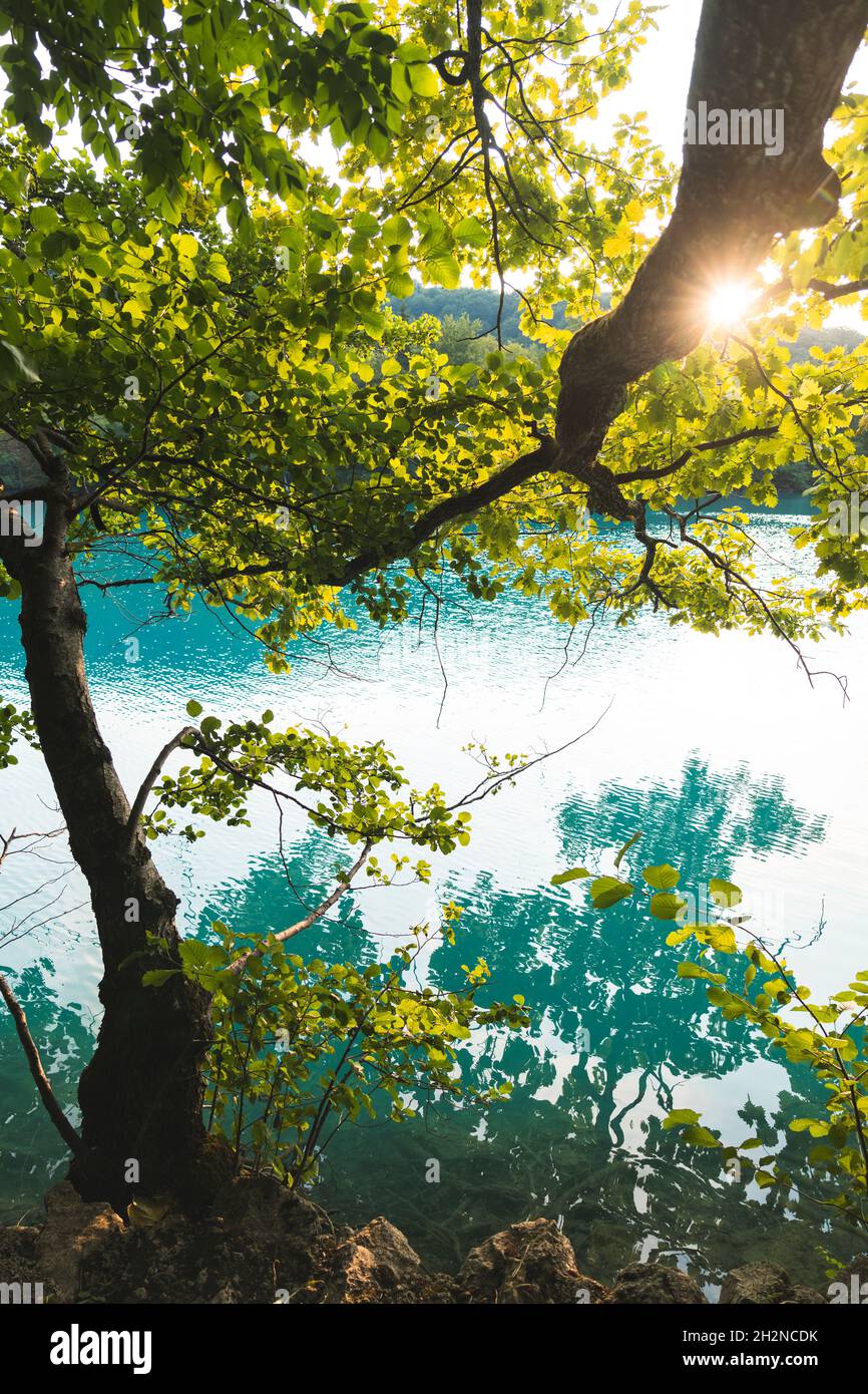Portrait of young beautiful woman sitting on tree growing on lakeshore ...
