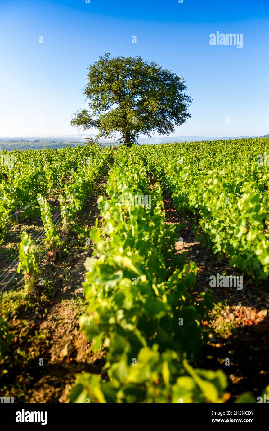 Cote de py hi-res stock photography and images - Alamy