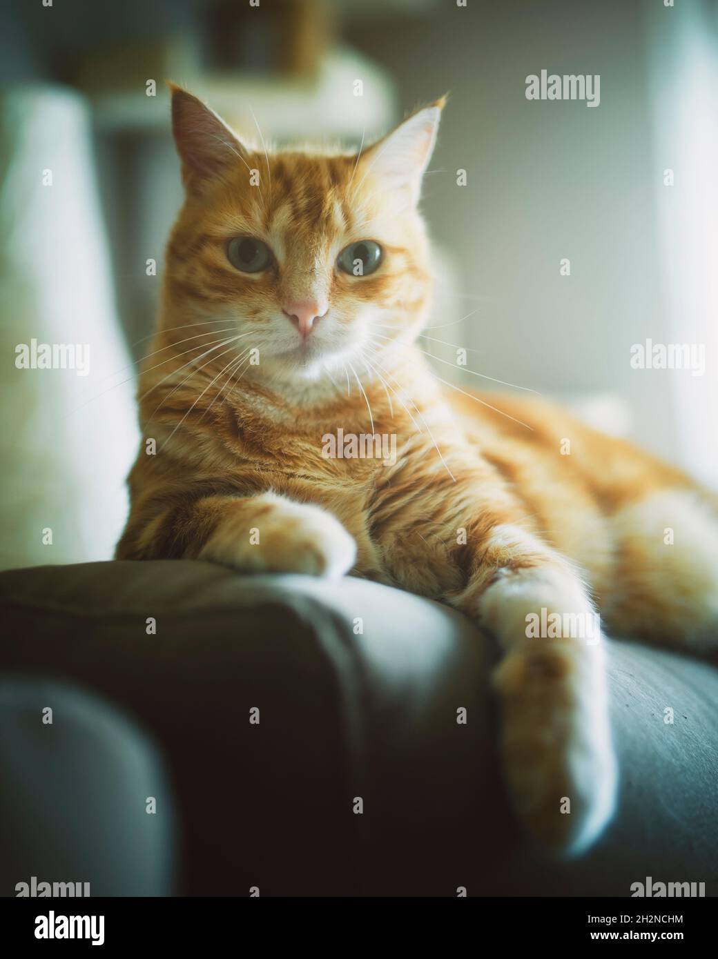 Cat sitting on sofa at home Stock Photo - Alamy