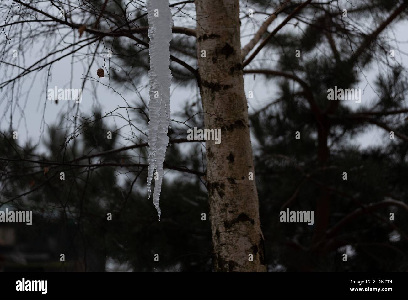 Icy icicles hanging from the roof against the background of tree ...