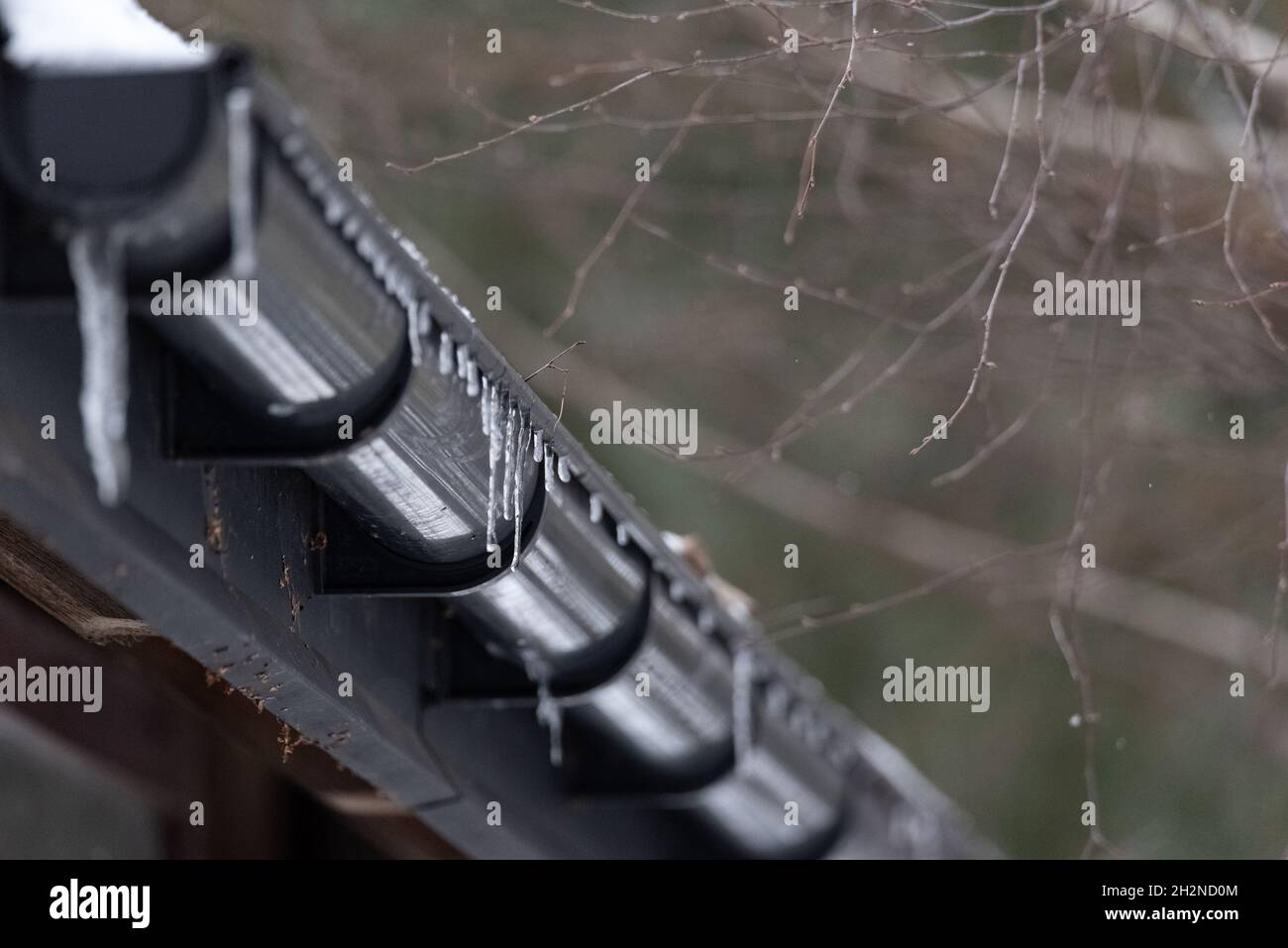 Icy icicles hanging from the gutter against the background of tree ...