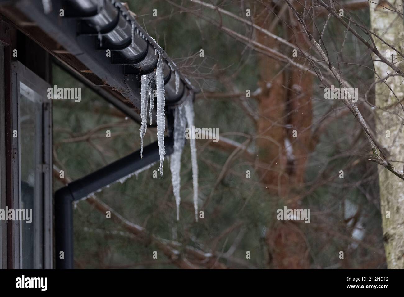 Icy icicles hanging from the gutter against the background of tree ...