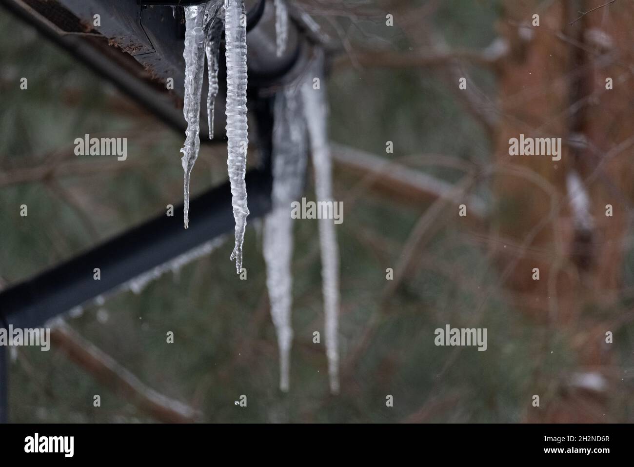 Icy icicles hanging from the gutter against the background of tree ...