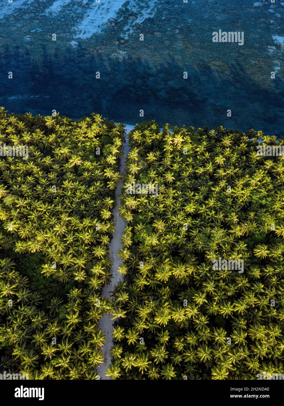 Maldives, Meemu Atoll, Veyvah, Aerial view of island grove of green ...
