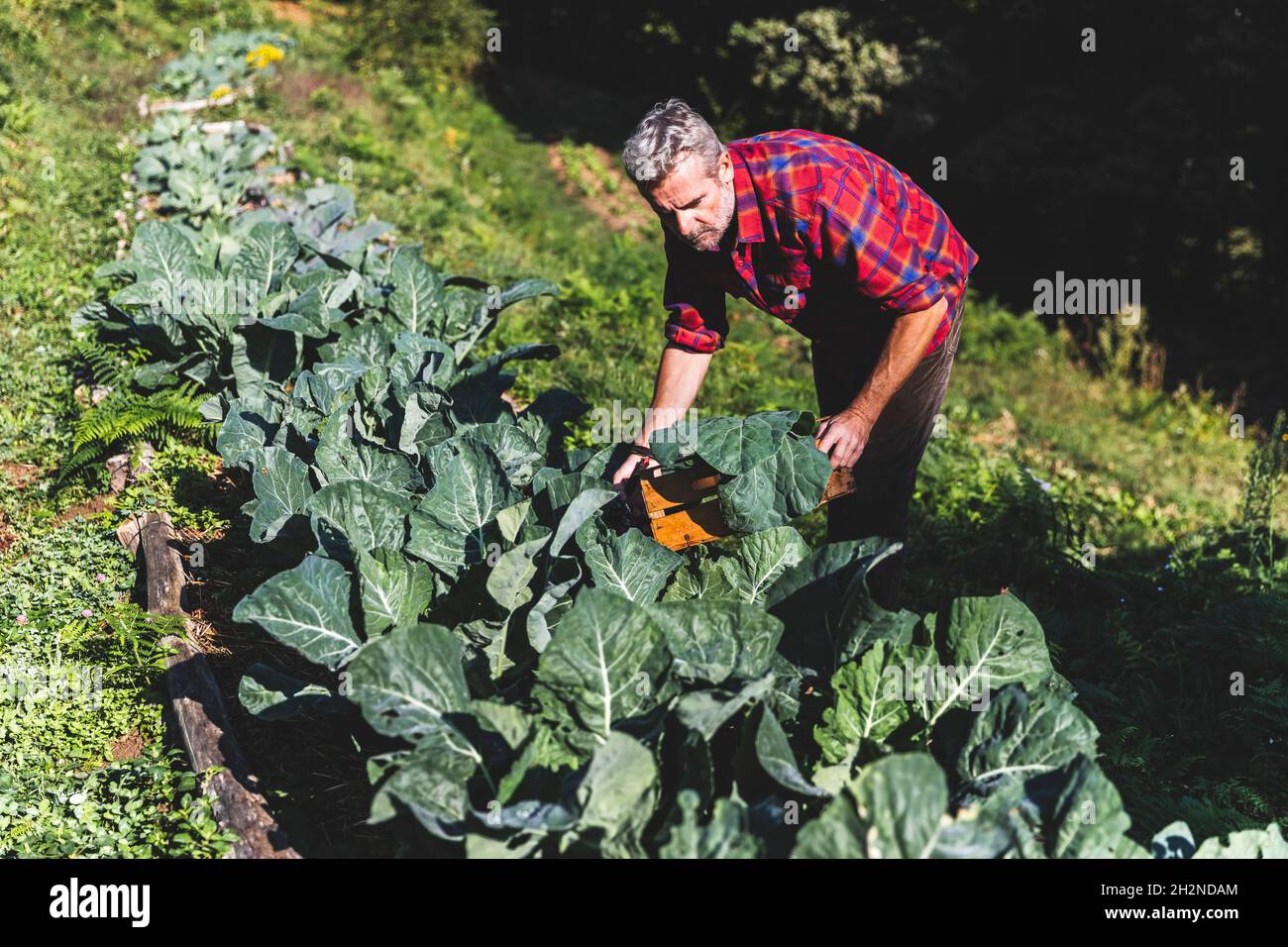 Male farmer picking cabbage while working in vegetable garden during ...
