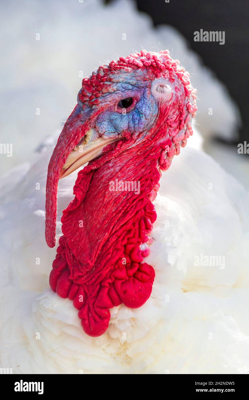 Portrait of turkey looking at camera Stock Photo - Alamy