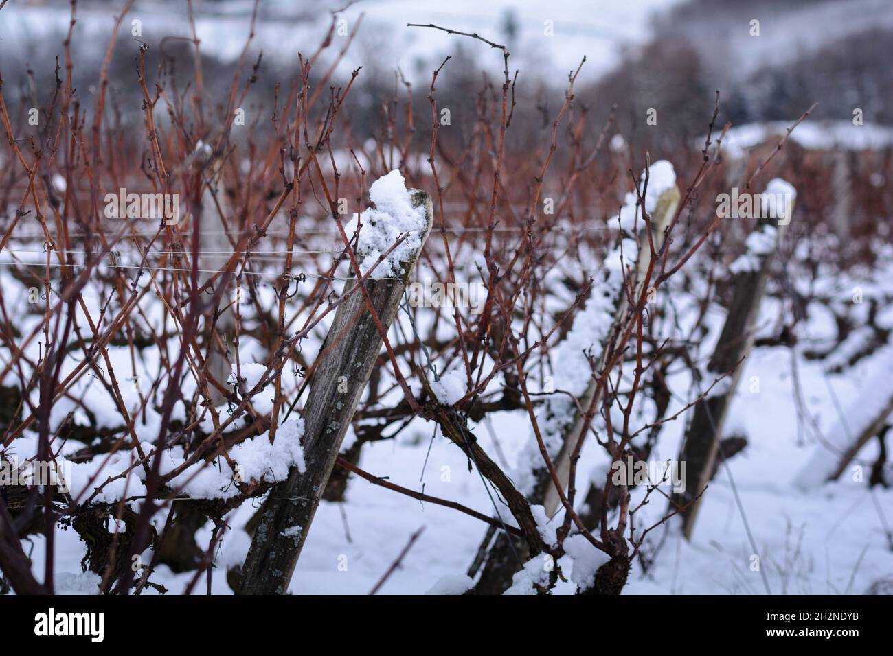 Burgundy vineyard winter hi-res stock photography and images - Alamy