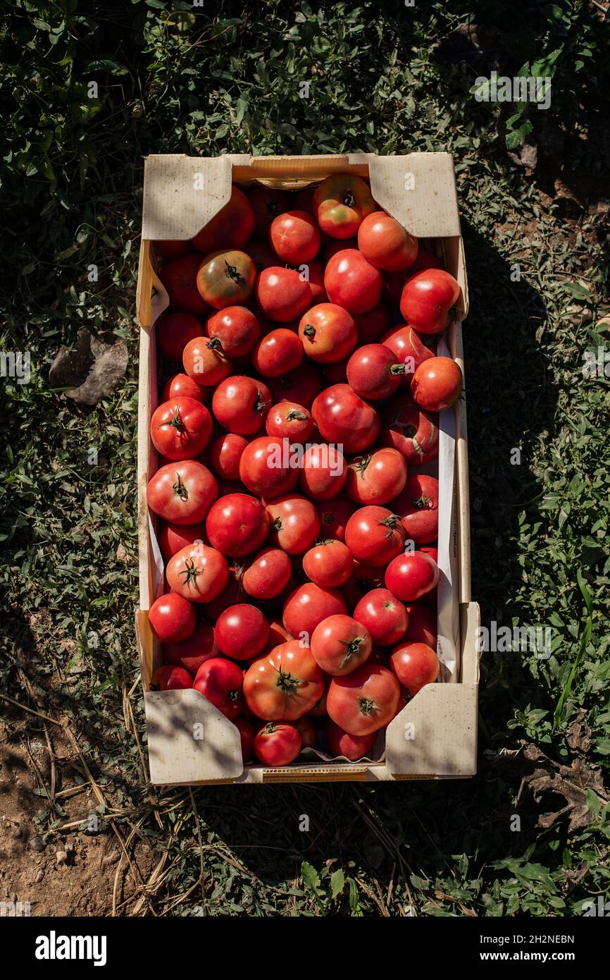 Pile homegrown tomatoes hi-res stock photography and images - Alamy
