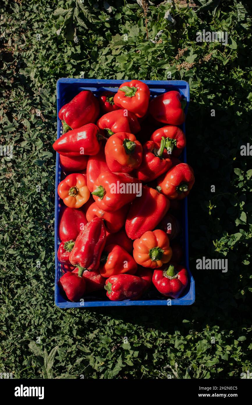 Red picked hi-res stock photography and images - Alamy