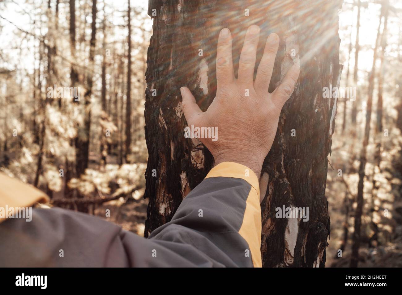 Man touching tree hi-res stock photography and images - Alamy
