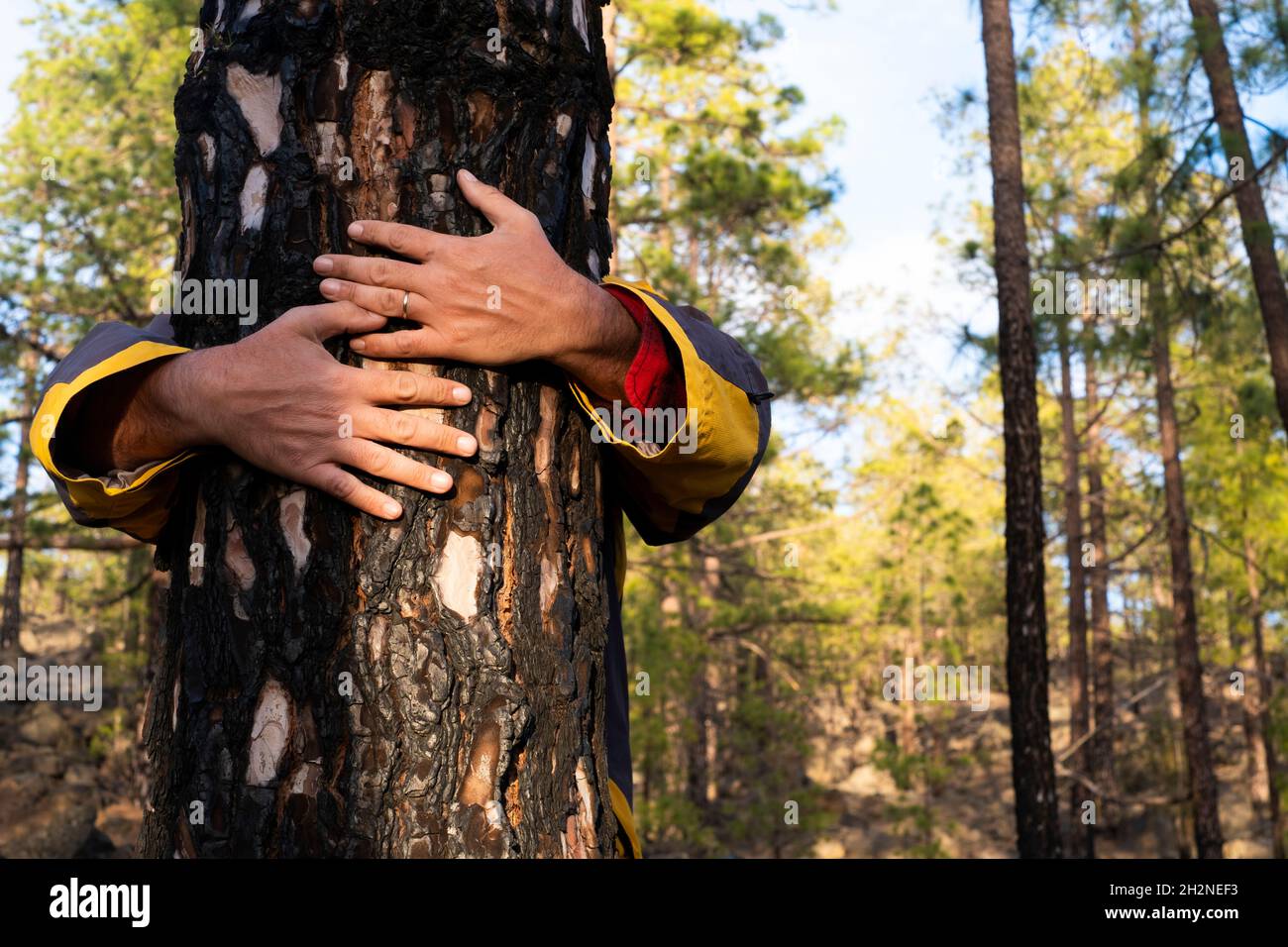 Mature man hugging tree in forest during sunny day Stock Photo - Alamy