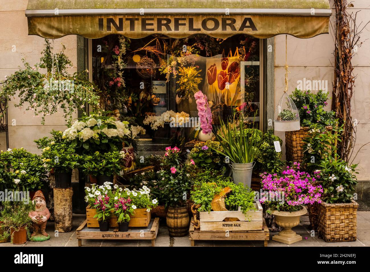 Italian Flower Pictures