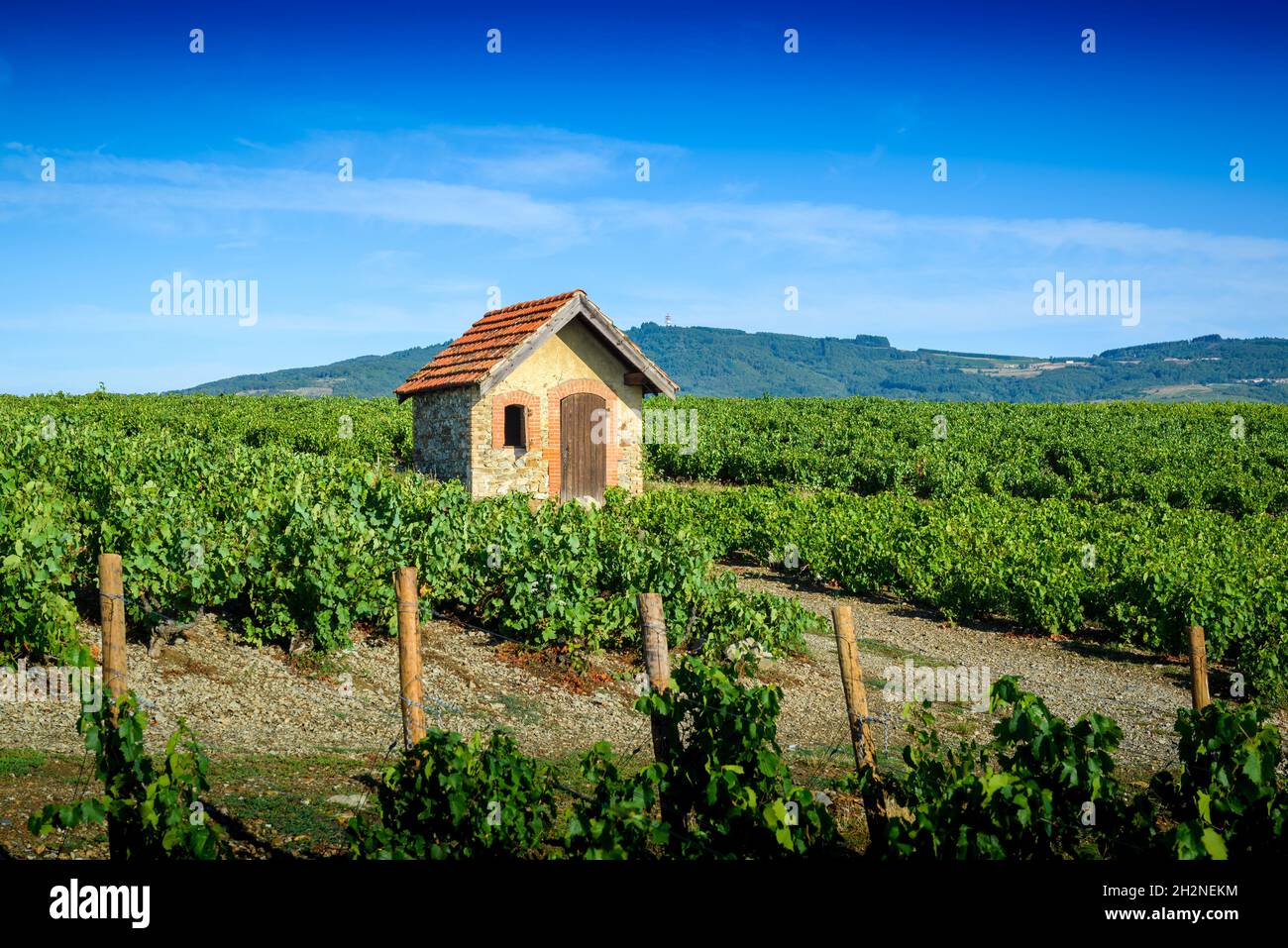 Cadole au milieu du vignoble de Morgon, Beaujolais, France Stock Photo ...