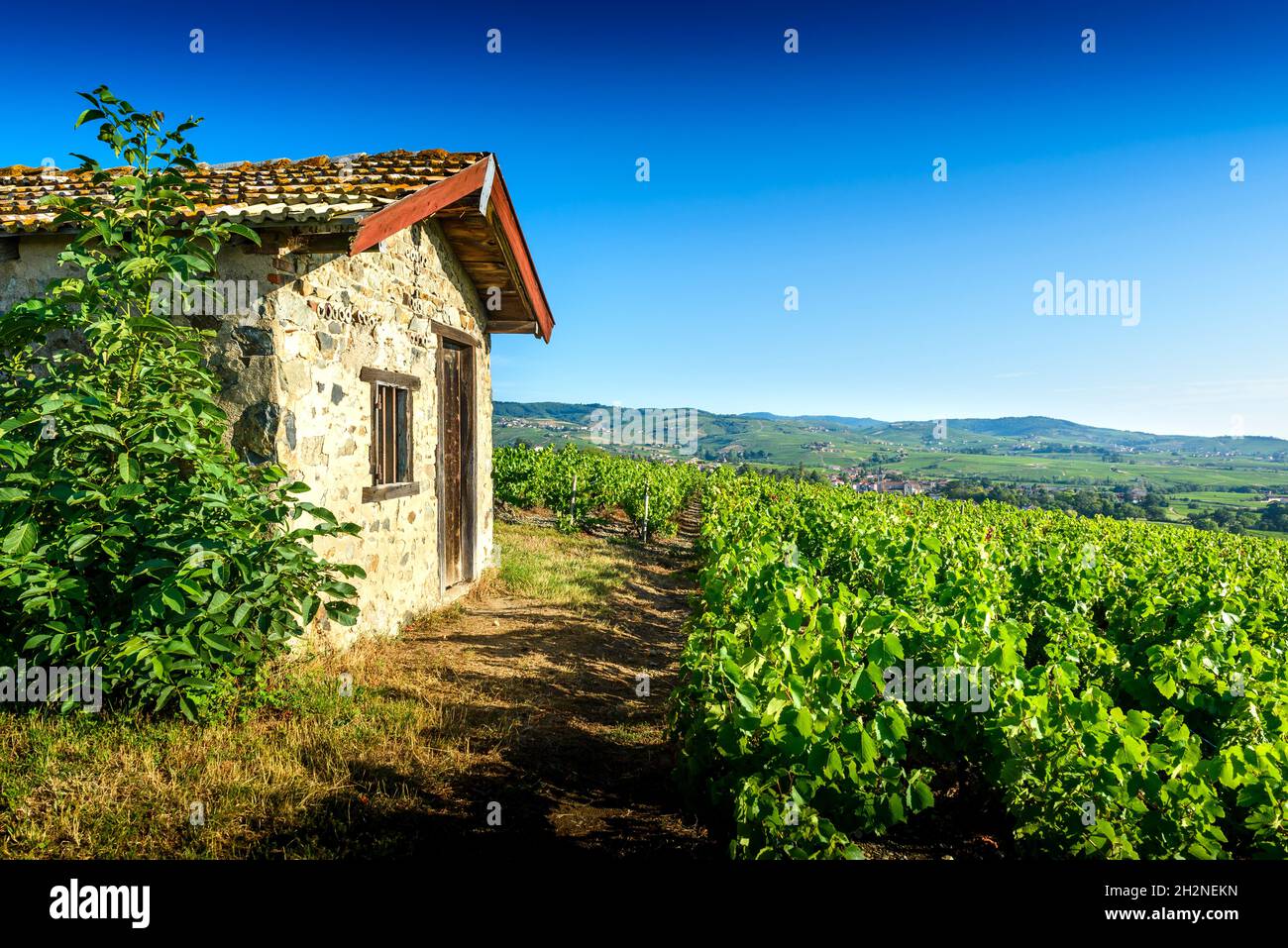 Vignoble de vigne hi-res stock photography and images - Alamy