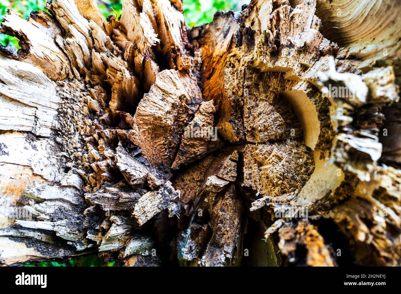 The inside of a tree trunk after storm damage, taken in Leipzig ...