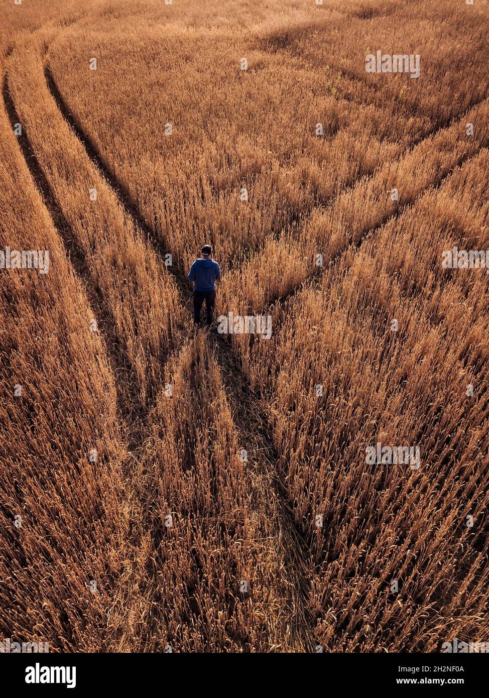Man walking at rye field path during sunset Stock Photo - Alamy