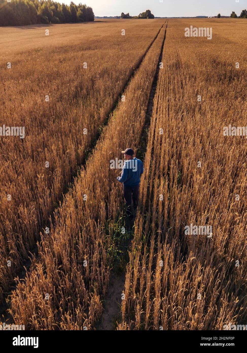 Mid adult man looking at rye field view during sunset Stock Photo - Alamy
