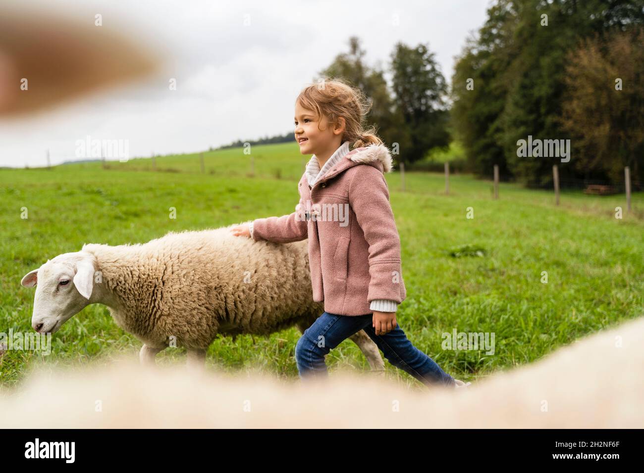 Walking with sheep hi-res stock photography and images - Alamy