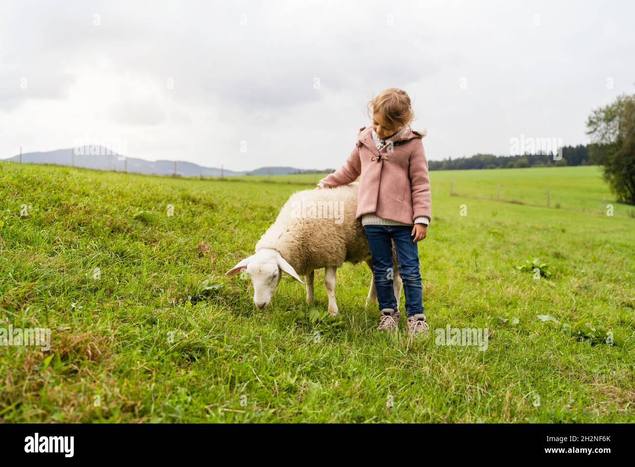 Girl standing by sheep grazing in farm Stock Photo - Alamy