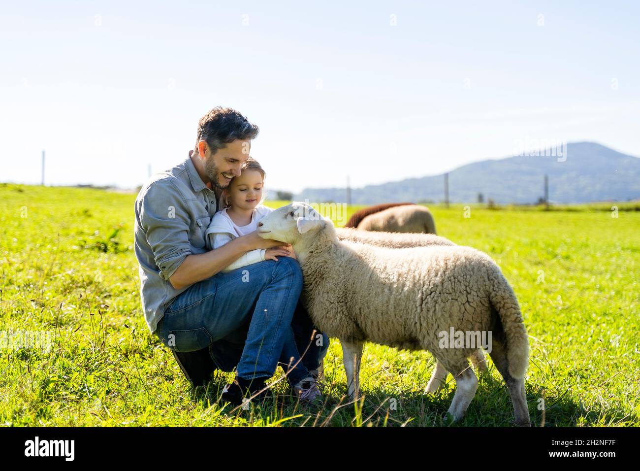 Smiling father and daughter stroking sheep in farm Stock Photo - Alamy