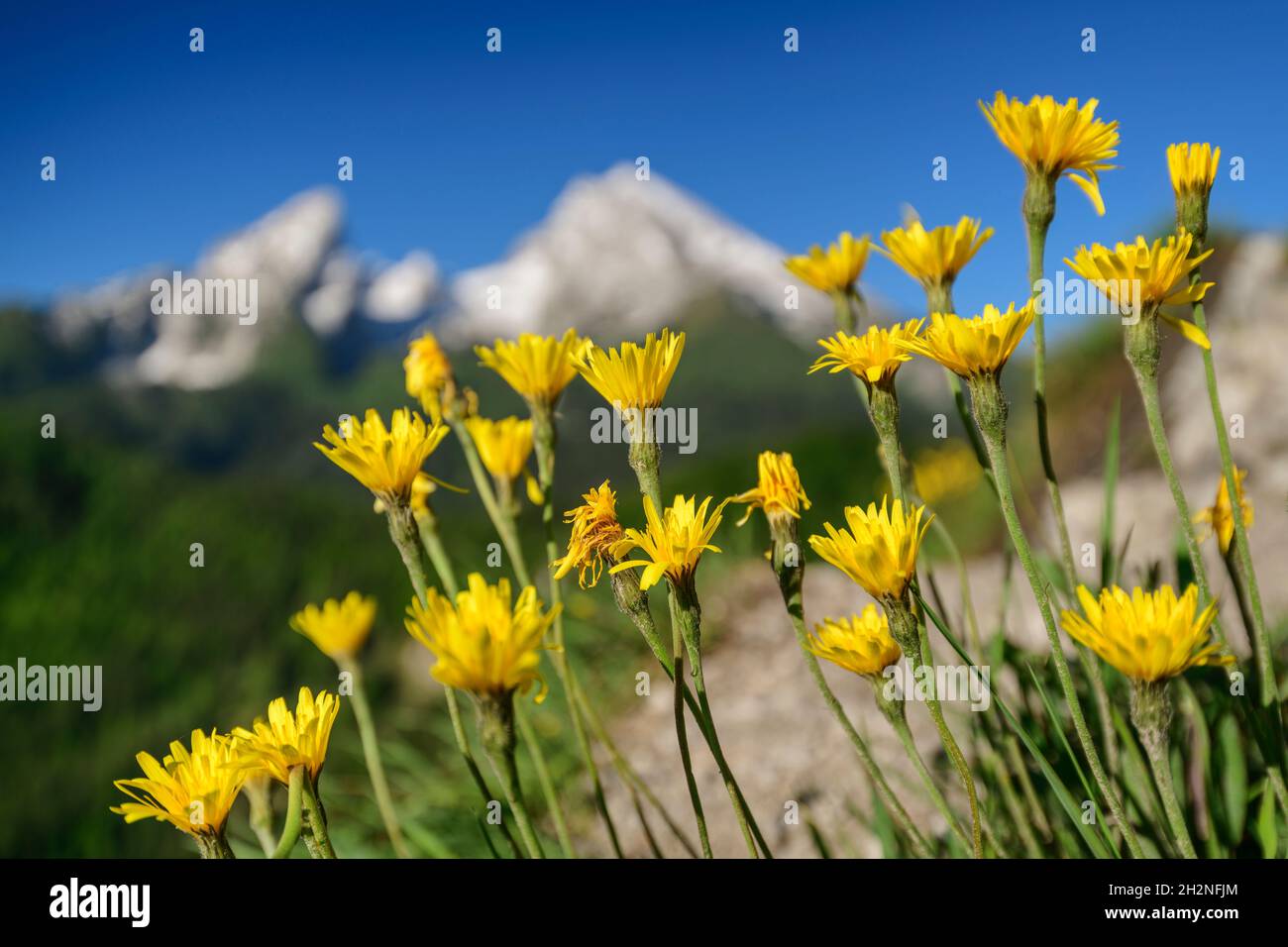 Sunny yellow flowers hi-res stock photography and images - Alamy