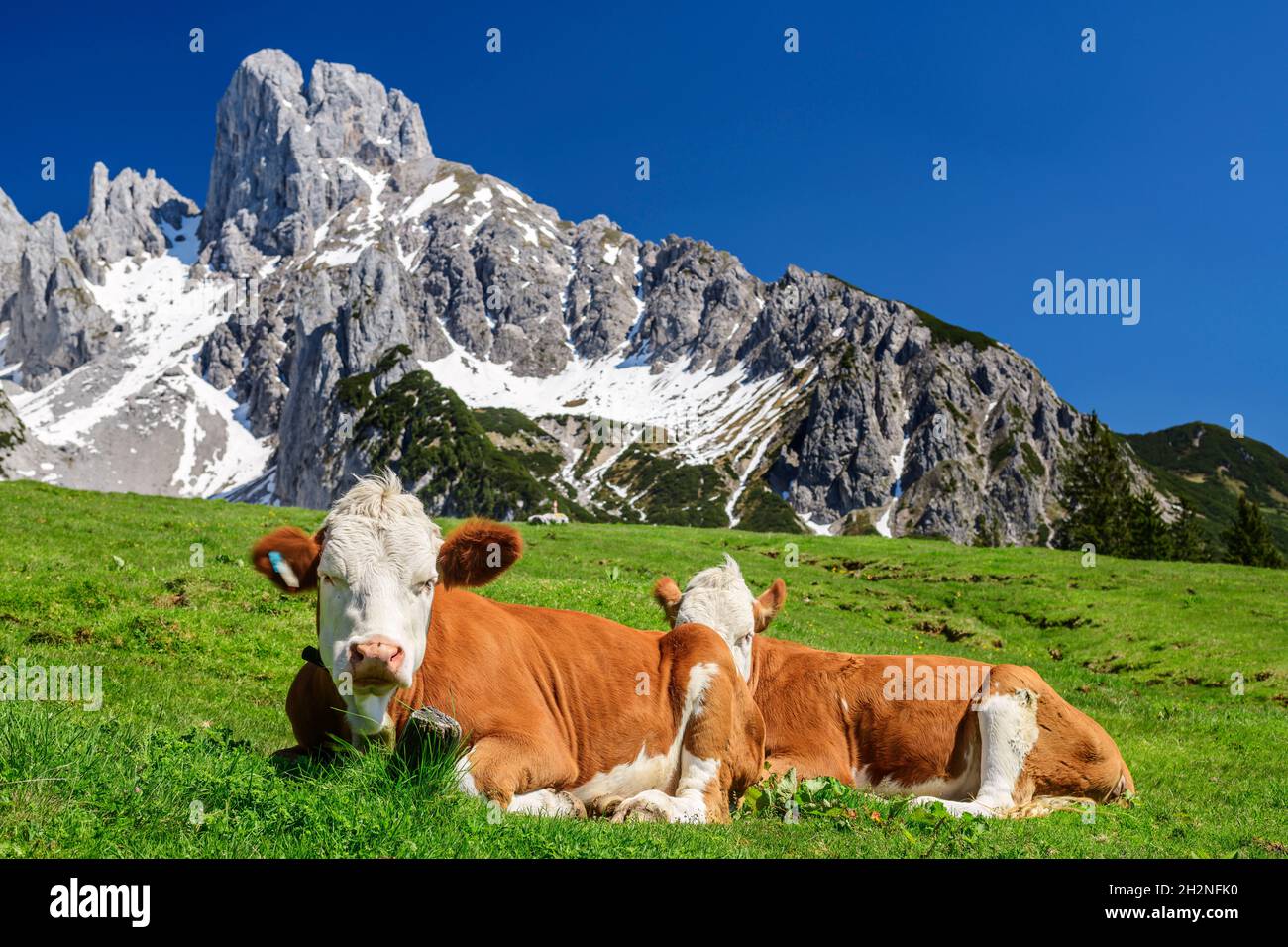 Sitting cows hi-res stock photography and images - Alamy