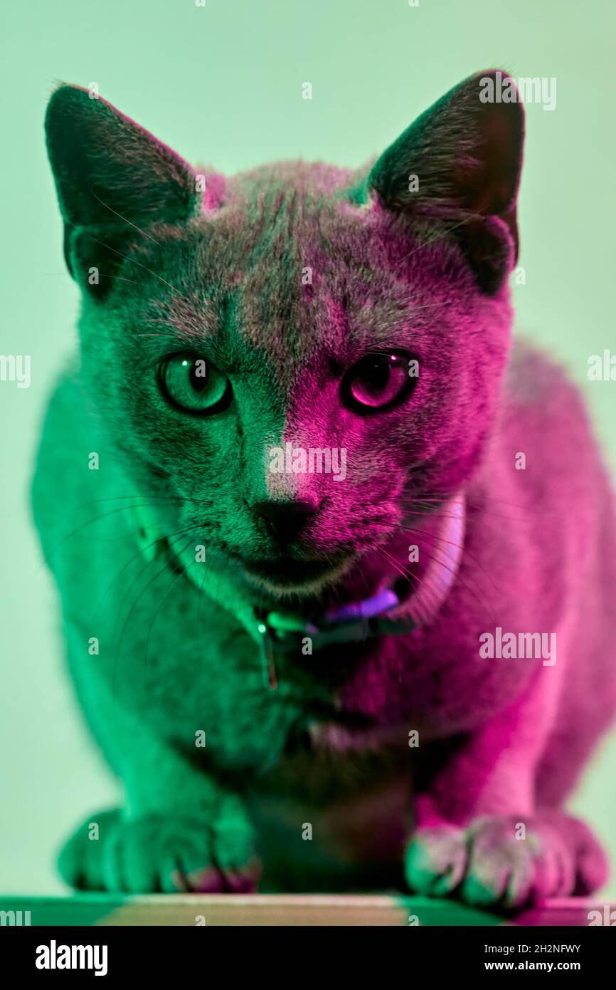 Illuminated cat hi-res stock photography and images - Alamy