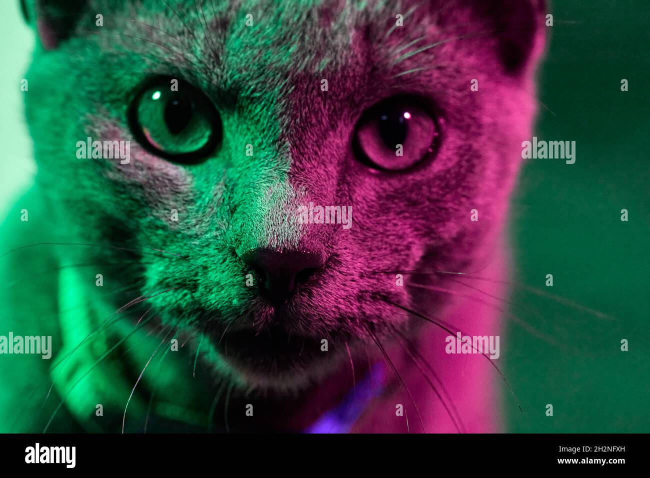 Illuminated cat hi-res stock photography and images - Alamy