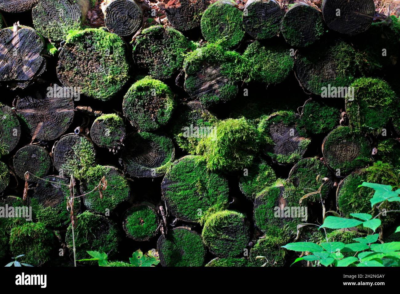 Logs stack in forest hi-res stock photography and images - Alamy