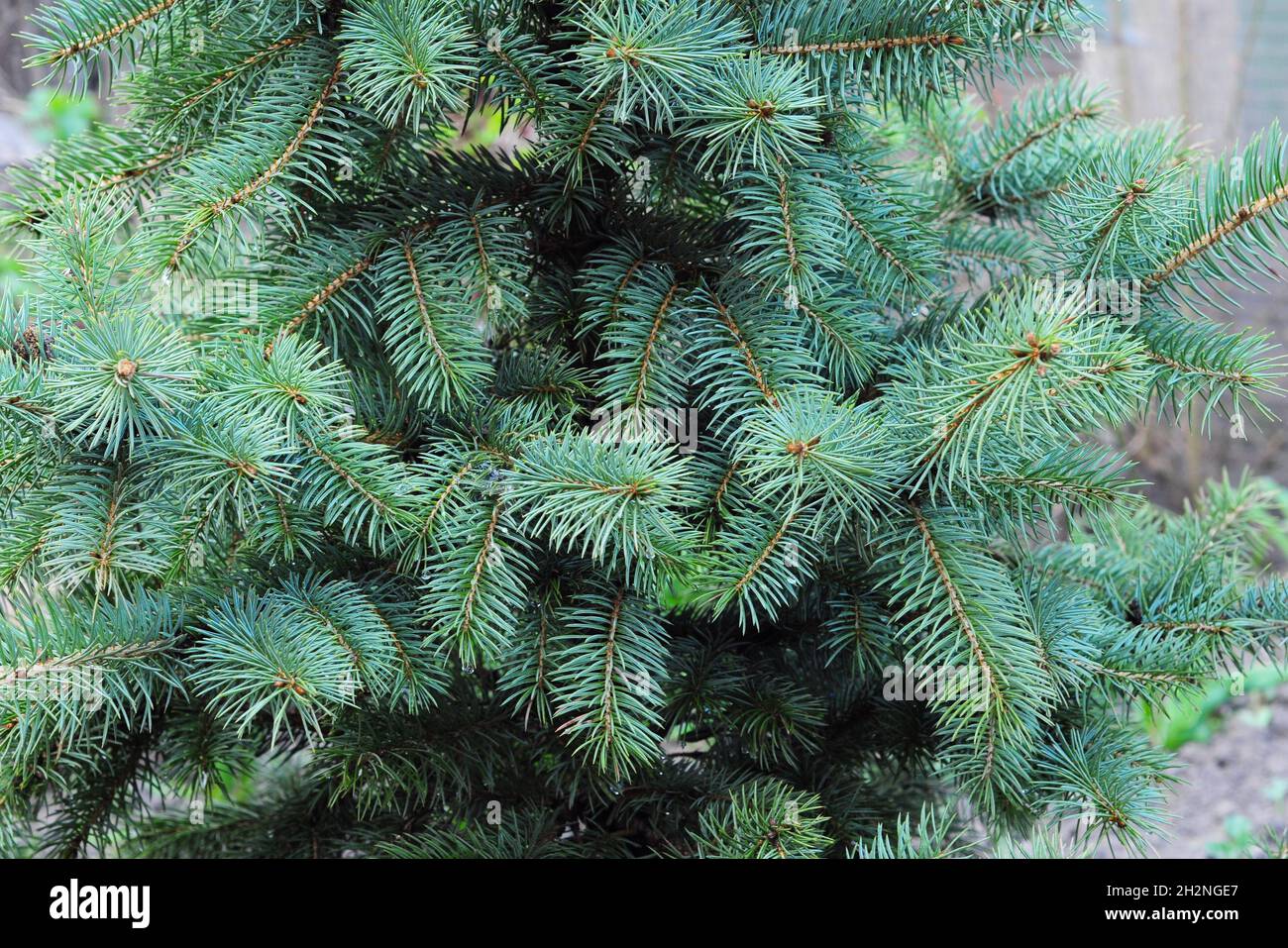 Blue spruce. Branches of blue fir tree Stock Photo - Alamy