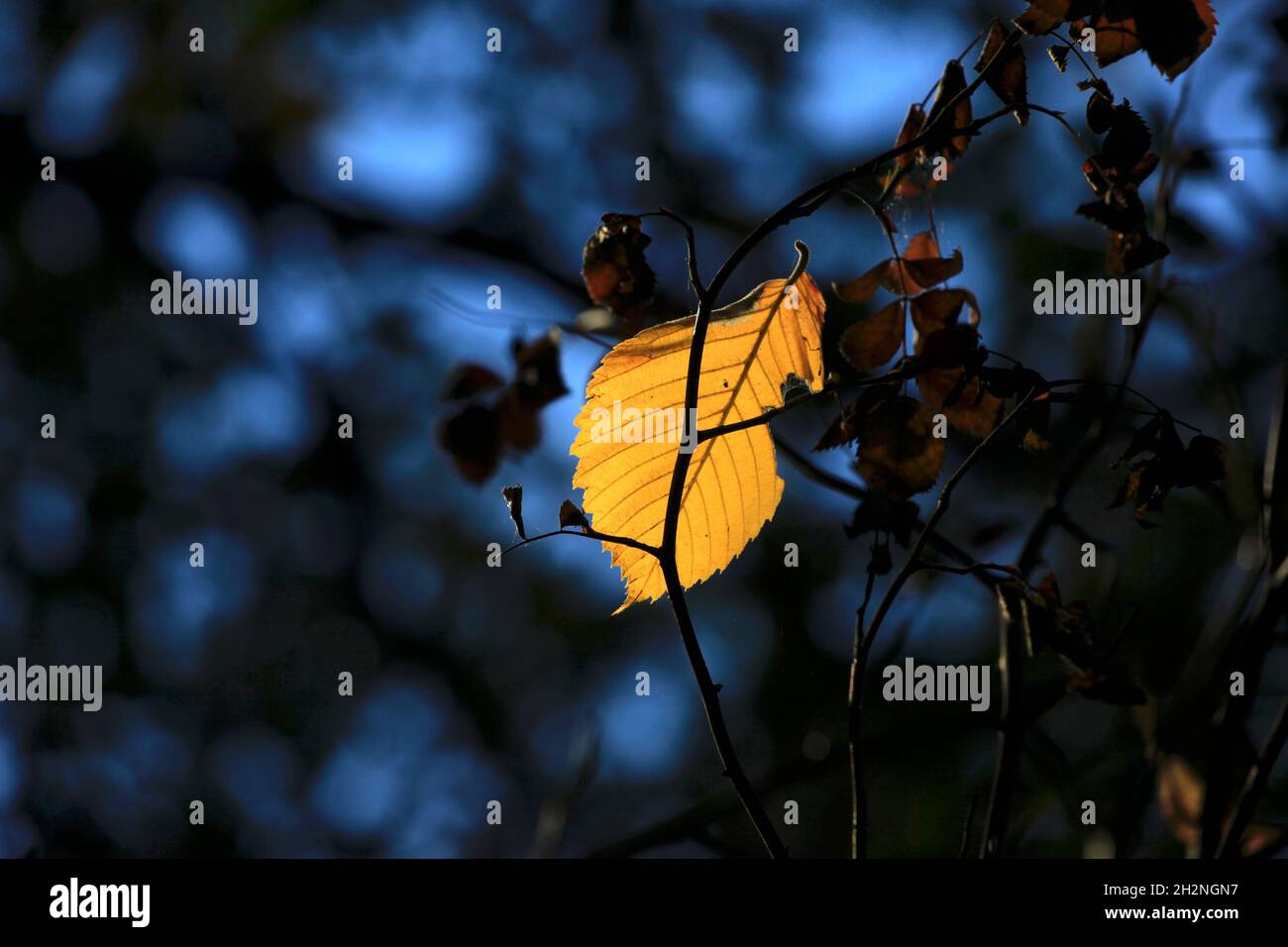 Night leaf hi-res stock photography and images - Alamy