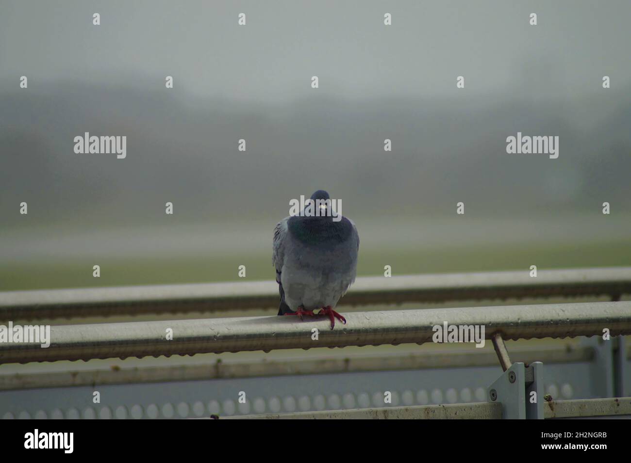 Pidgeon airport hi-res stock photography and images - Alamy
