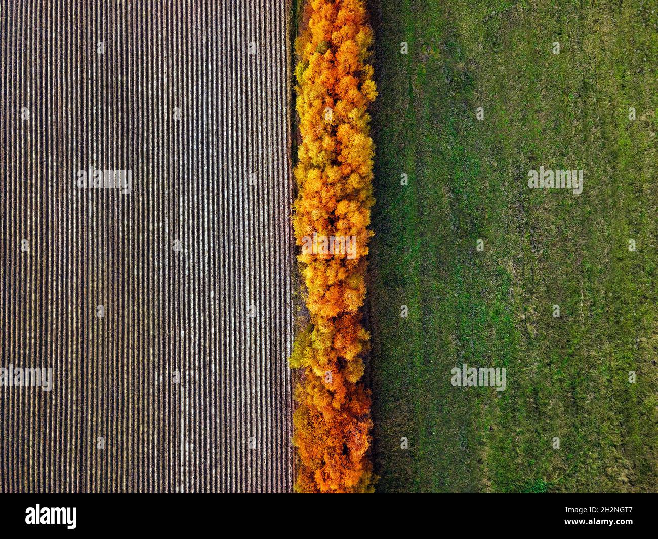 Aerial view of field windbreak in autumn Stock Photo - Alamy