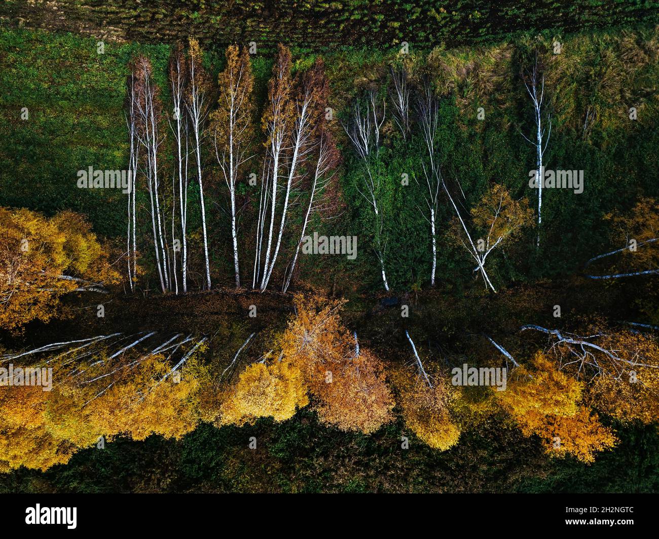 Aerial view of damaged section of field windbreak in autumn Stock Photo ...