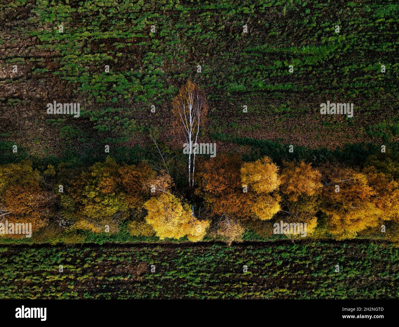 Windbreak tree hi-res stock photography and images - Alamy