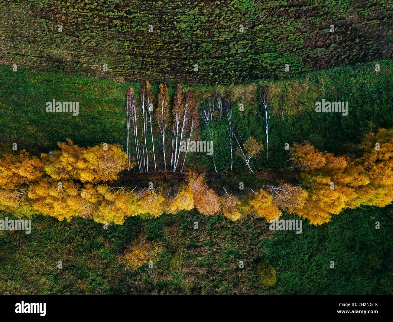 Aerial view of damaged section of field windbreak in autumn Stock Photo ...